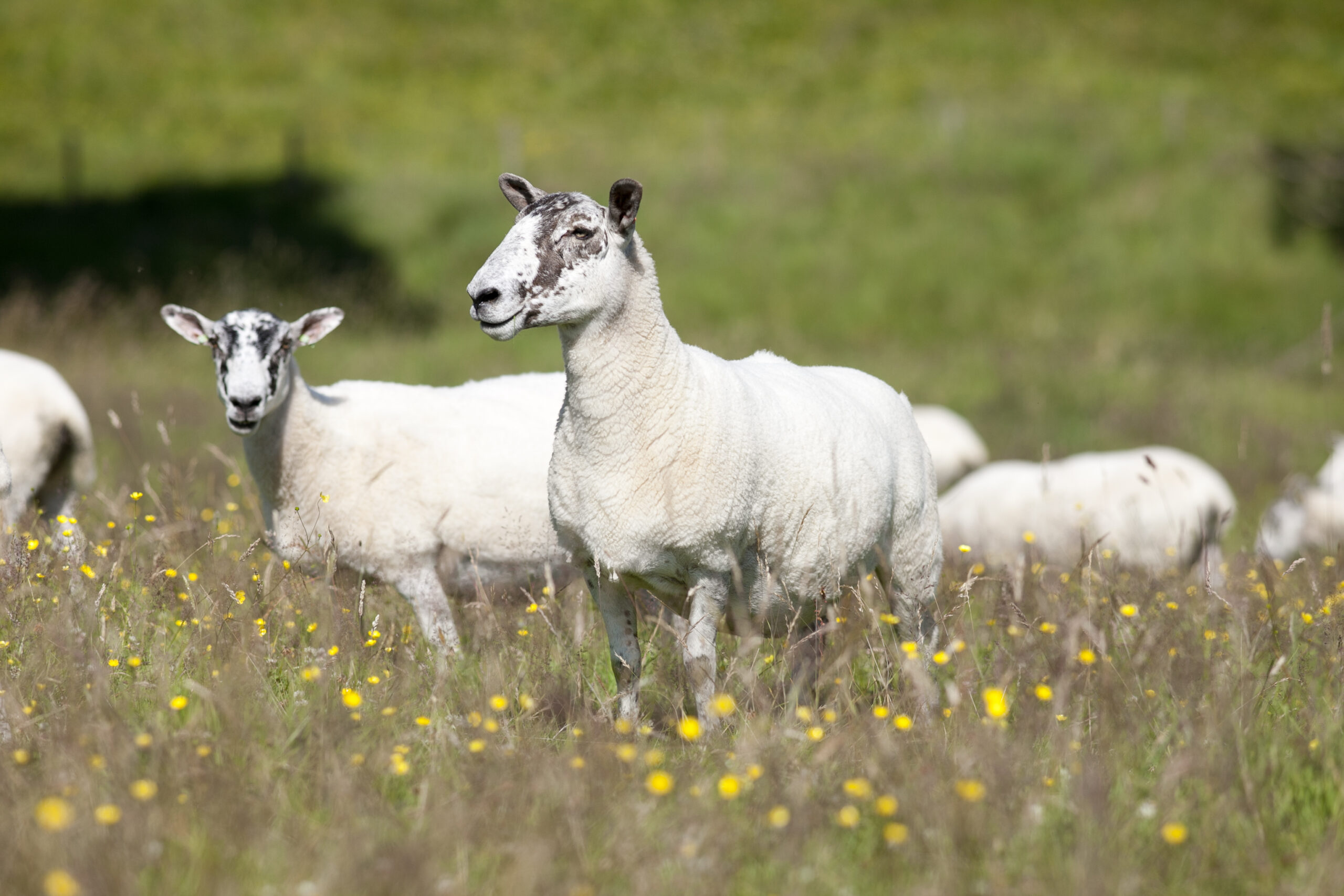 Press Release Sheep Scab Management A Community Based Regional Approach In England Moredun